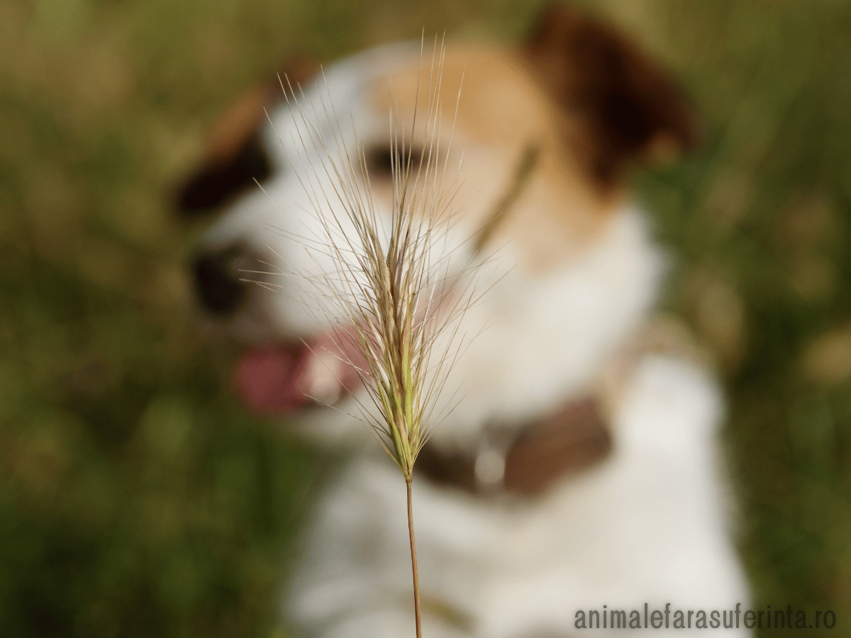 Aristele – un pericol ascuns pentru câinii și pisicile tale - Animale ...